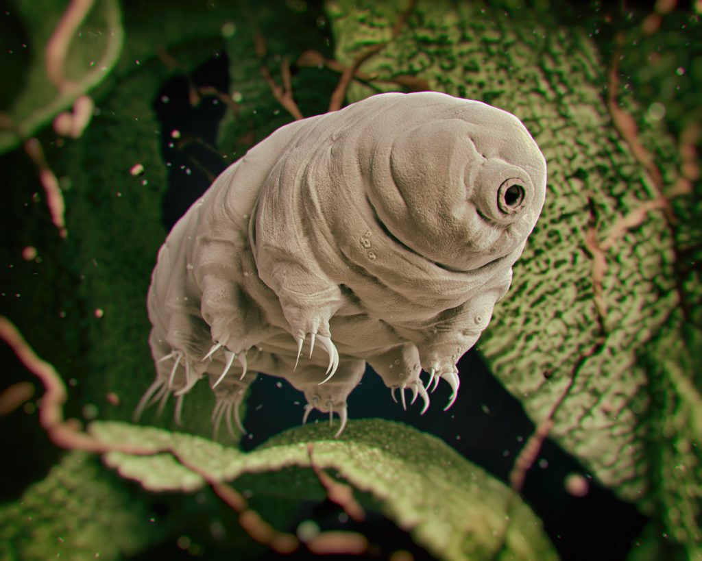 Curious Nature: What the heck are tardigrades? | VailDaily.com